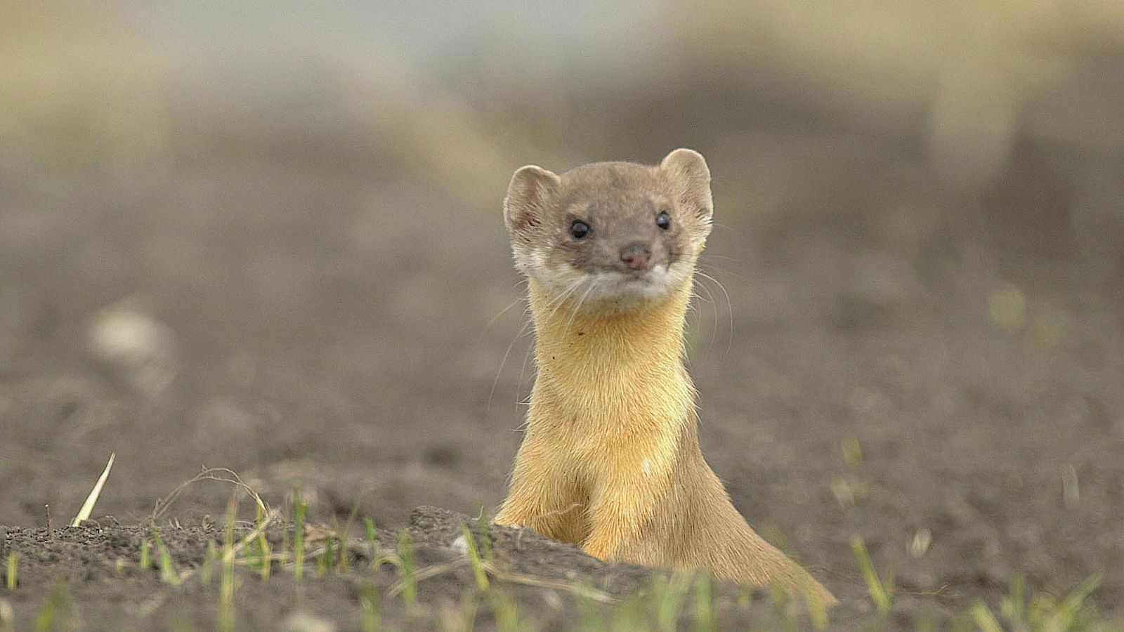 How Weasel Words Drain The Essence From Communication | Murali Duggineni